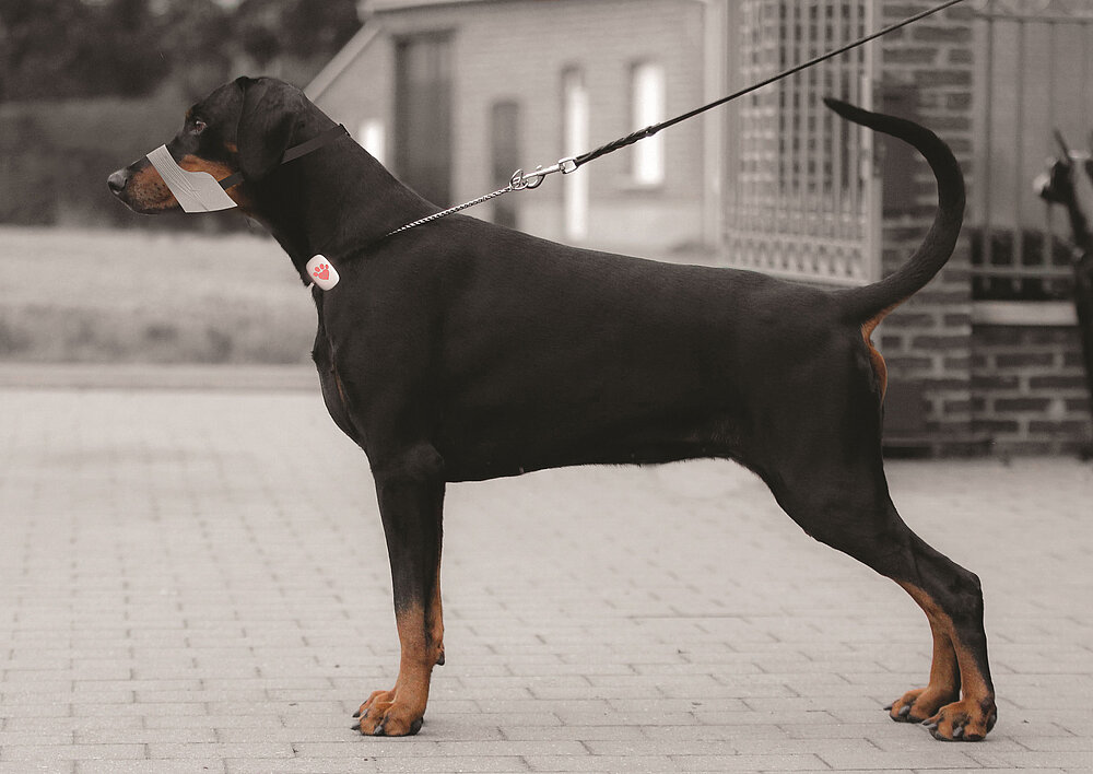 Red Dot Design Award: Joyda